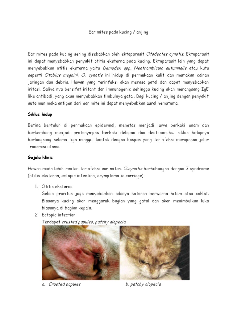 Ear Mites Pada Kucing | PDF