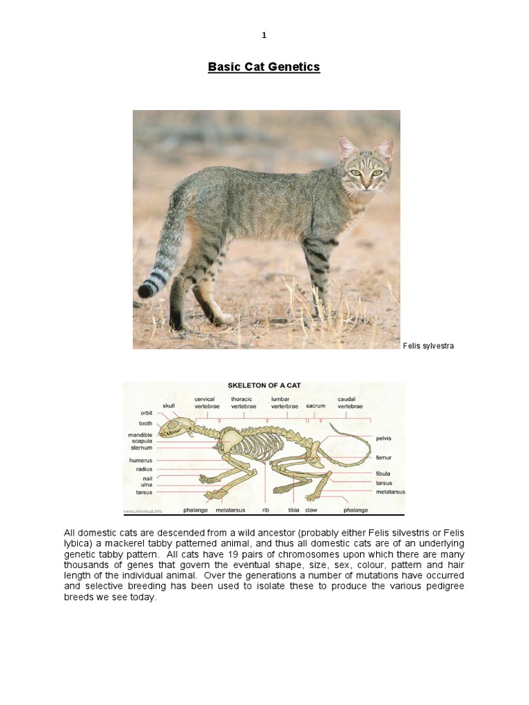 Basic Cat Genetics | PDF | Dominance (Genetics) | Zygosity