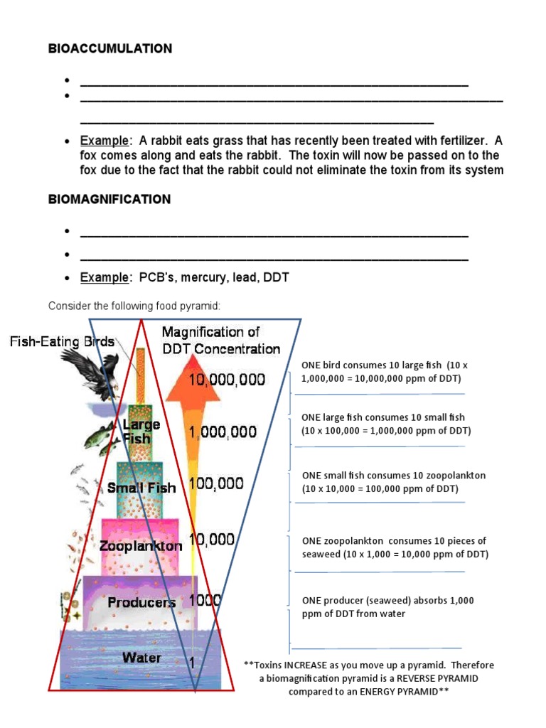 04 - Bioaccumulation and Biomagnification FIB | PDF | Chemistry ...
