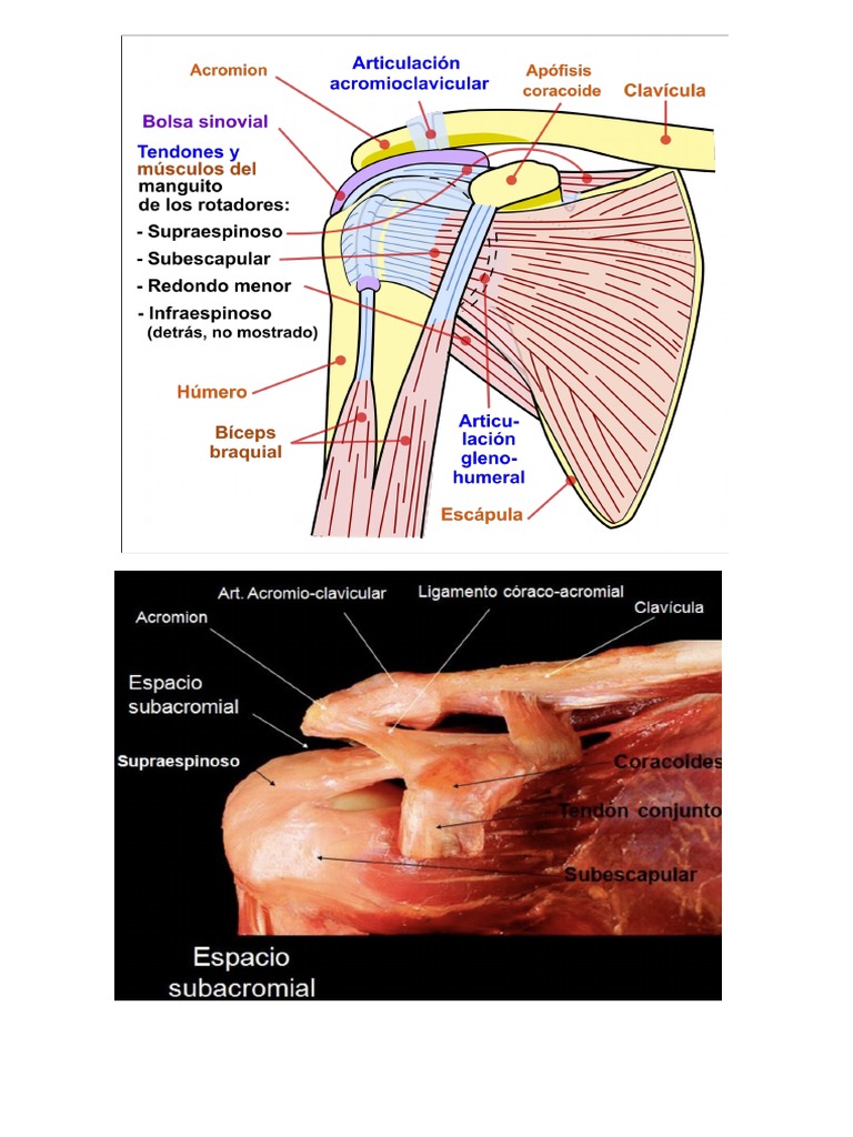 Anatomía Del Hombro | PDF