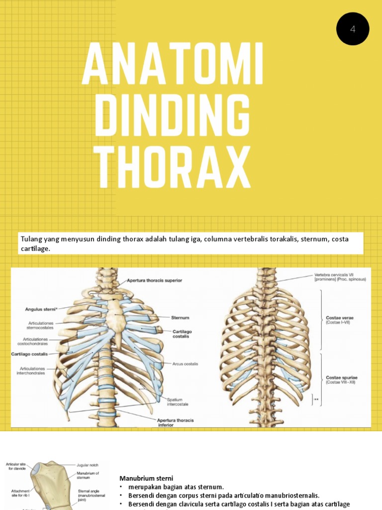 Anatomi Dinding Thorax 1 - Devinta | PDF | Ilmu Sosial