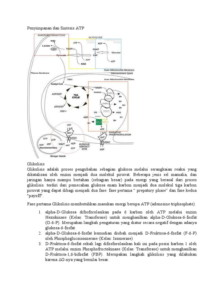 Sintesis ATP dalam Glikolisis dan TCA | PDF