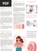 Formula Obstetrica, Calculo de La Edad Gestacional, FPP y Ponderado ...