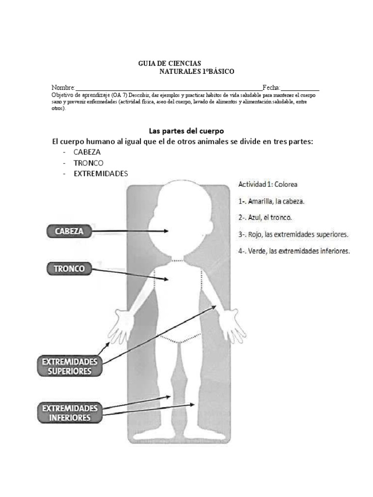 Divisiones del Cuerpo Humano para Niños | PDF | Ciencia y matemáticas