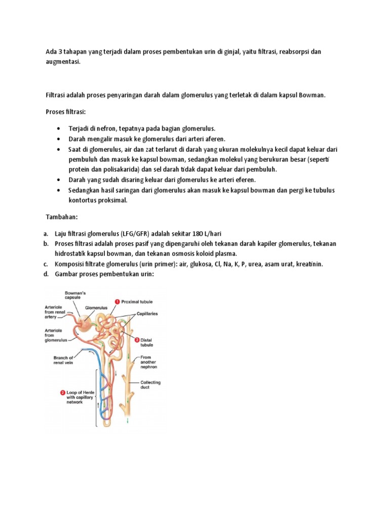 Proses Pembentukan Urin | PDF