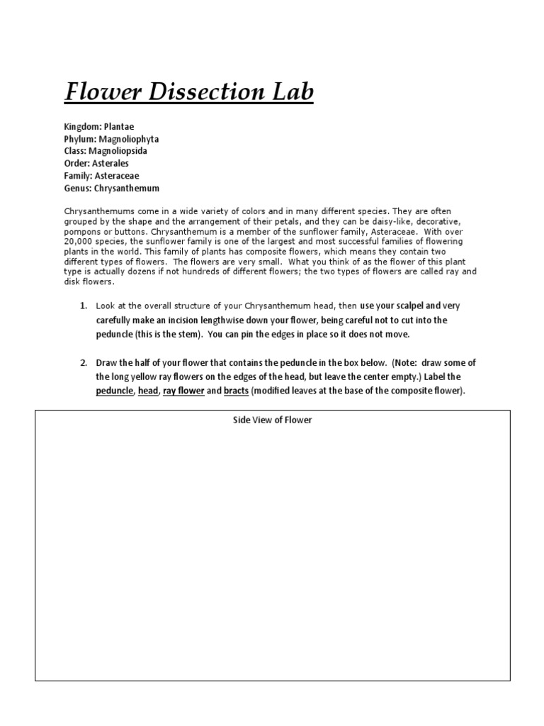 Flower Dissection Lab: Peduncle, Head, Ray Flower and Bracts (Modified Leaves at The Base of The ...