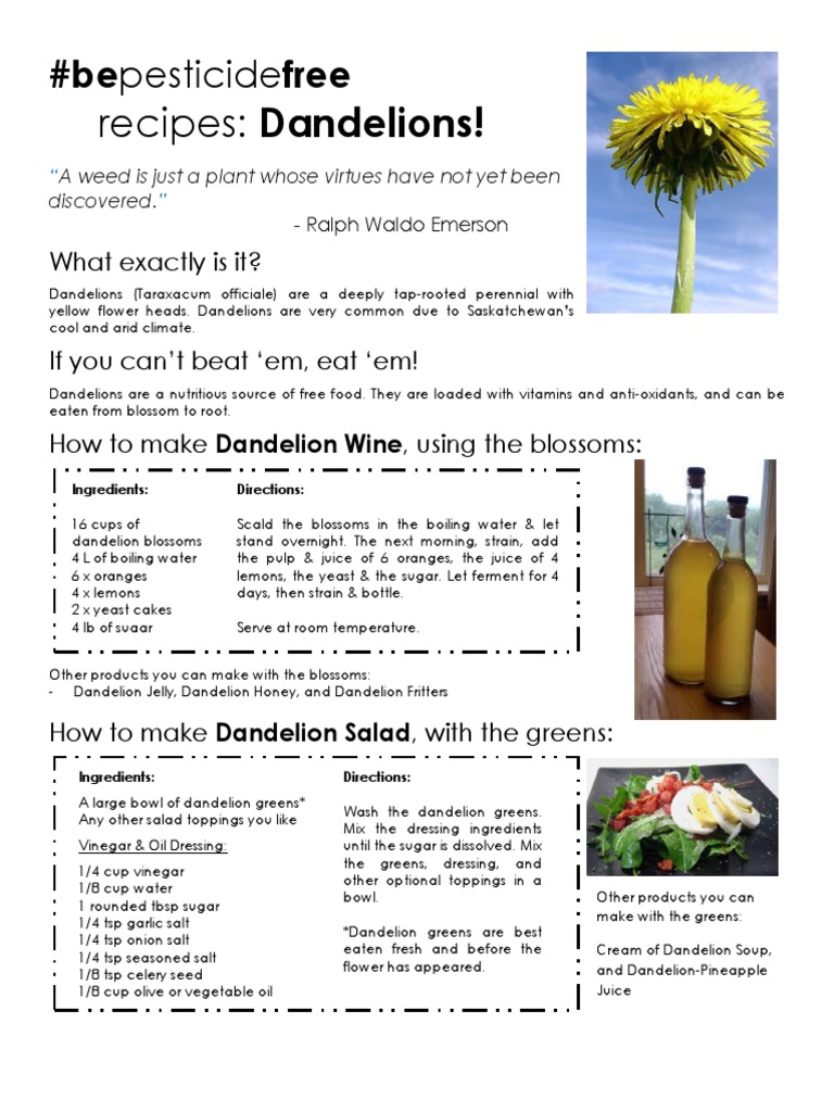 Recipes: Dandelions!: #Bepesticidefree | Download Free PDF | Leaf ...