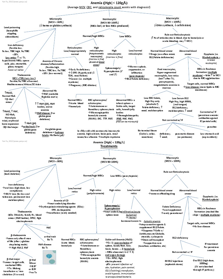 Anemia DX TX | PDF | Anemia | Tissue (Biology)