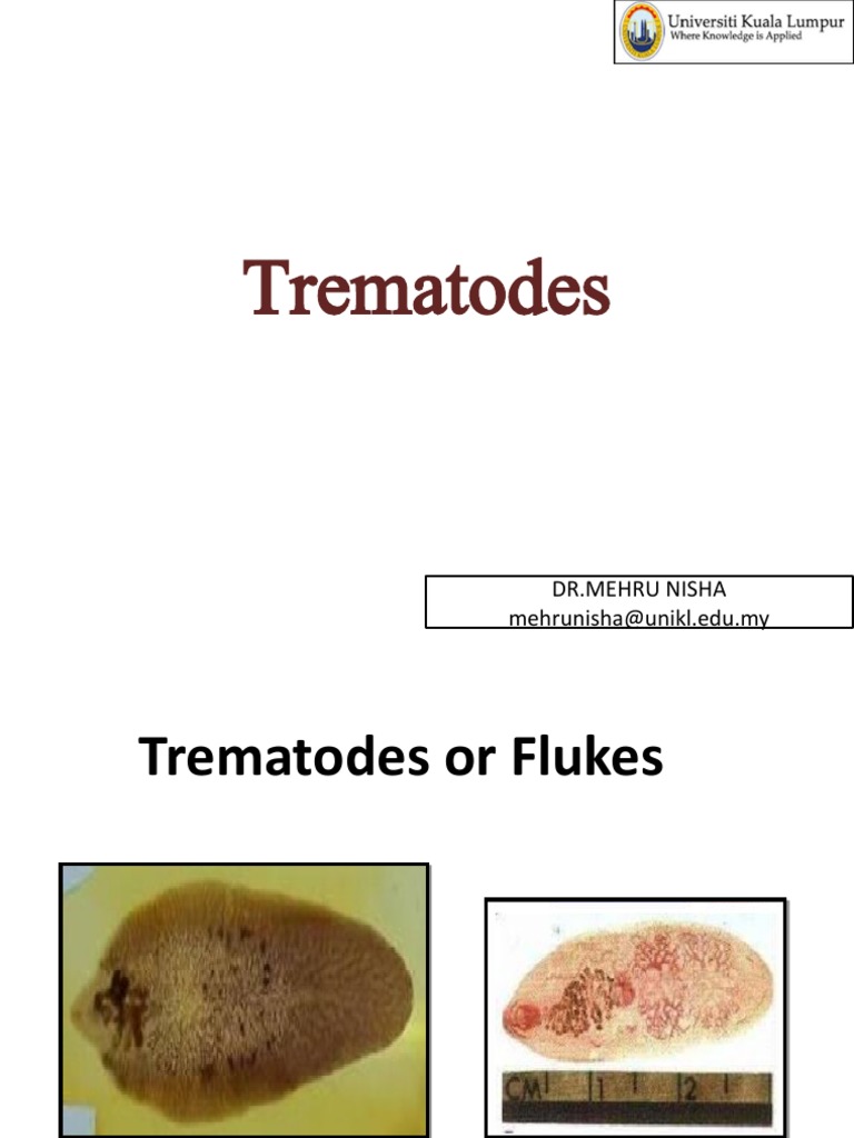 Digestive System of Trematodes | PDF | Parasitology | Diseases And ...