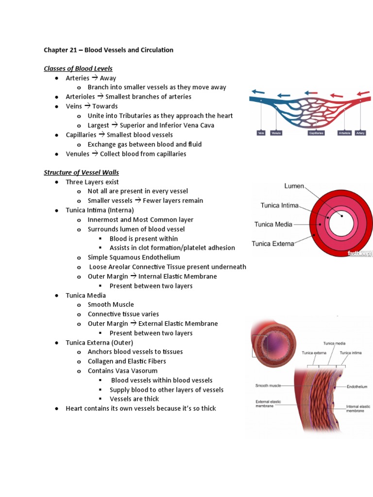 Chapter 21 - Blood Vessels and Circulation | PDF | Artery | Blood Vessel