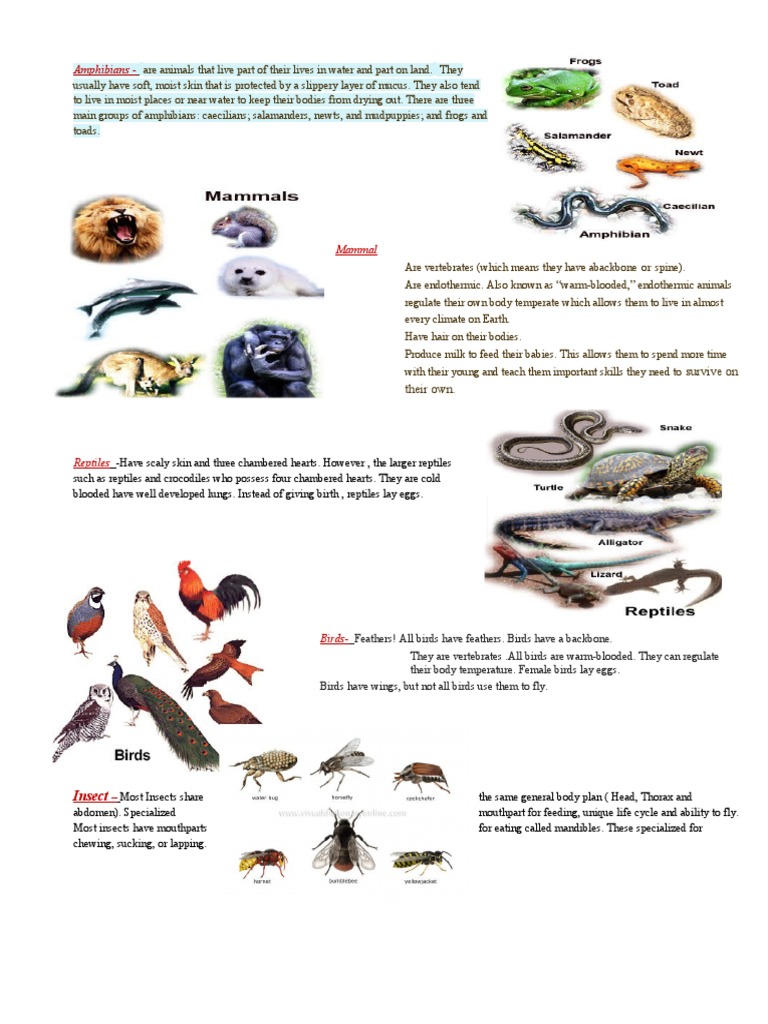 Animal Classification Overview | PDF | Amphibian | Reptile