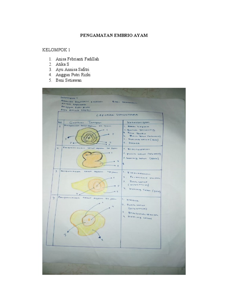 Kelompok 1 Embrio | PDF