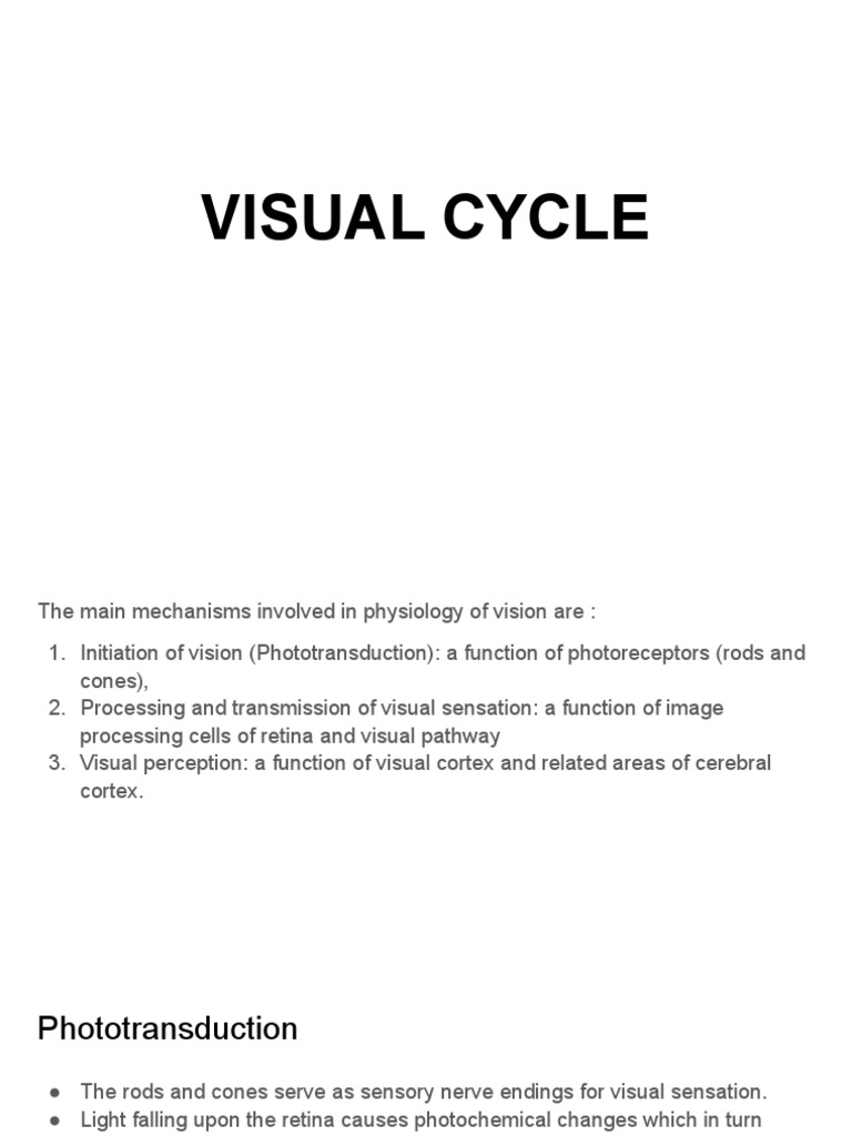 Visual Cycle | PDF