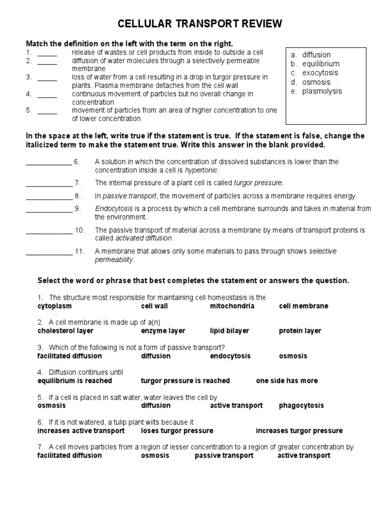 Cellular Transport Review Worksheet | PDF | Cell Membrane | Osmosis
