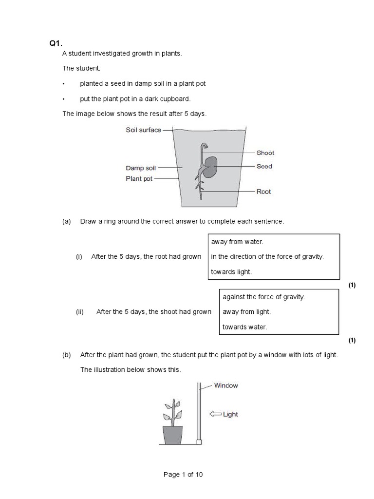 Plant Hormones and Growth Investigations | PDF | Plant Hormone | Root