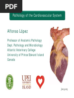 Kitty Magic | PDF | Anesthesia | Surgery