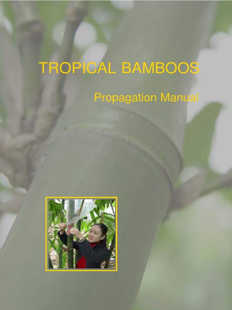 Tropical Bamboo Propagation Guide | PDF | Bamboo | Plant Nursery