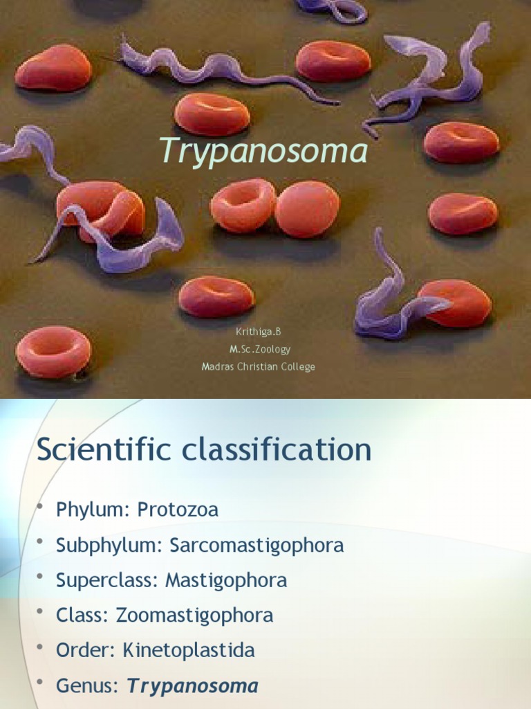 Trypanosoma: Krithiga.B M.SC - Zoology Madras Christian College | PDF ...