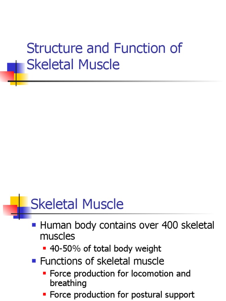 Structure and Function of Skeletal Muscle | PDF | Muscle Contraction ...