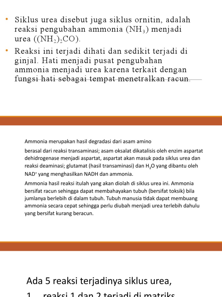 Proses Siklus Urea di Hati | PDF | Memasak, Makanan, & Anggur ...