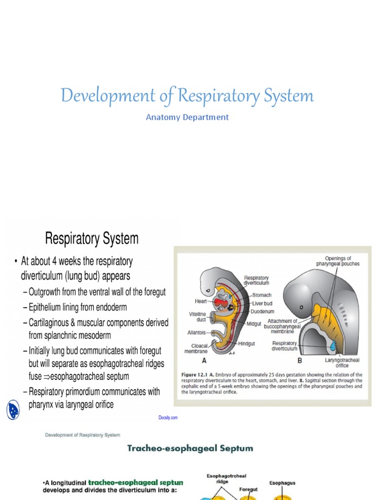 Development of Respiratory System: Anatomy Department | PDF