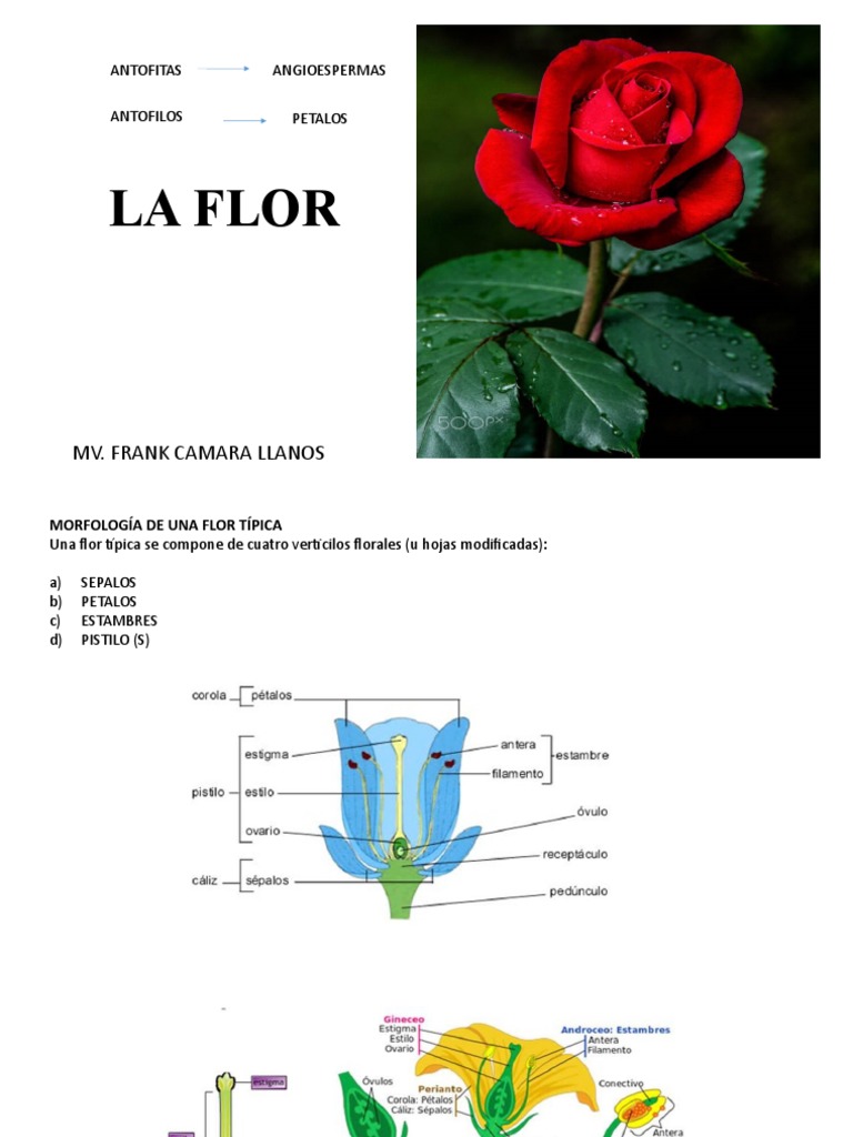Practica 5 La Flor | PDF