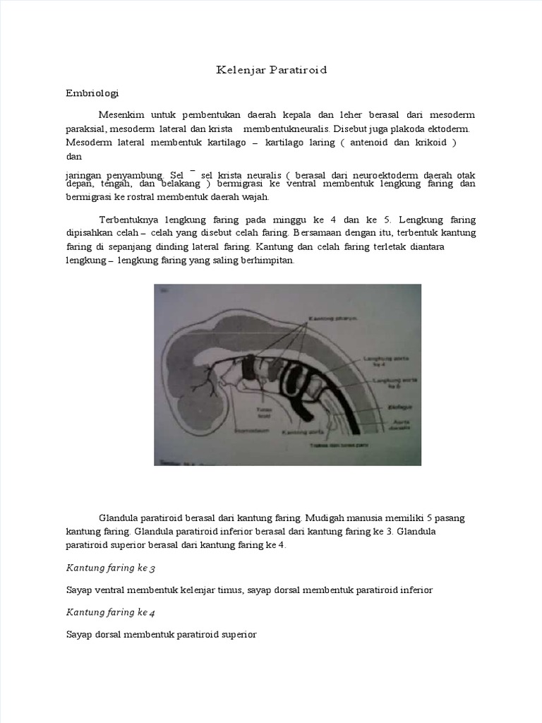 Kelenjar Paratiroid Embriologi | PDF