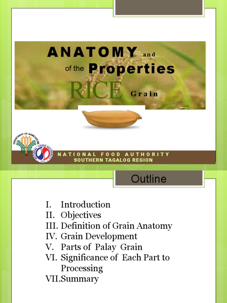 Anatomy of Grain | PDF | Rice | Seed