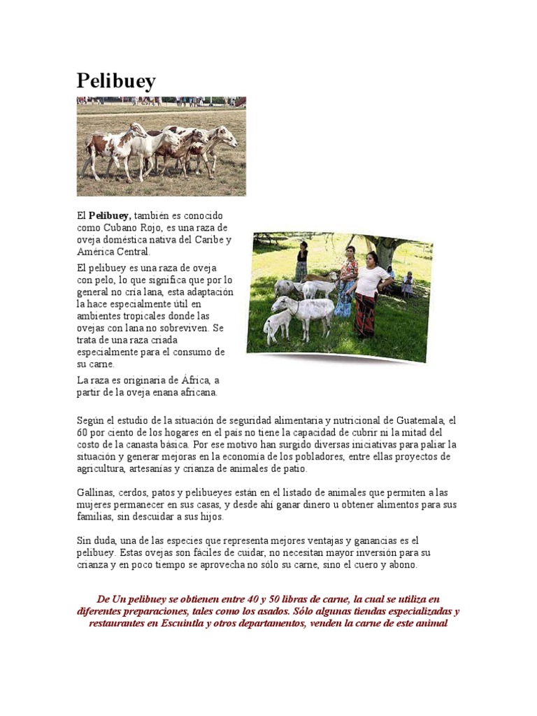 Pelibuey | PDF | Oveja | Carne