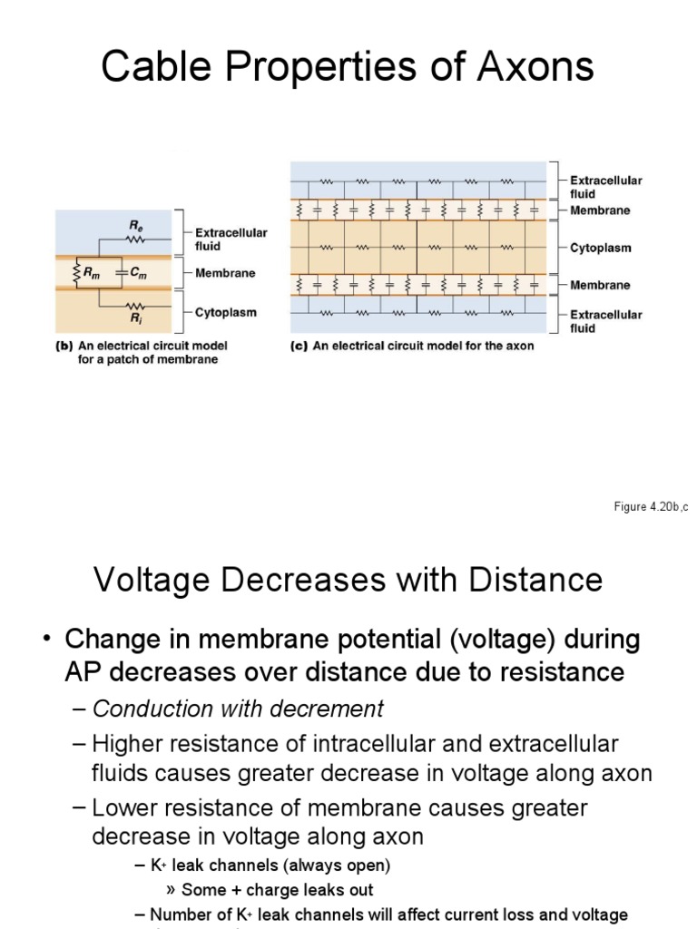 Cable Properties of Axons 2010 | PDF | Axon | Membrane Potential