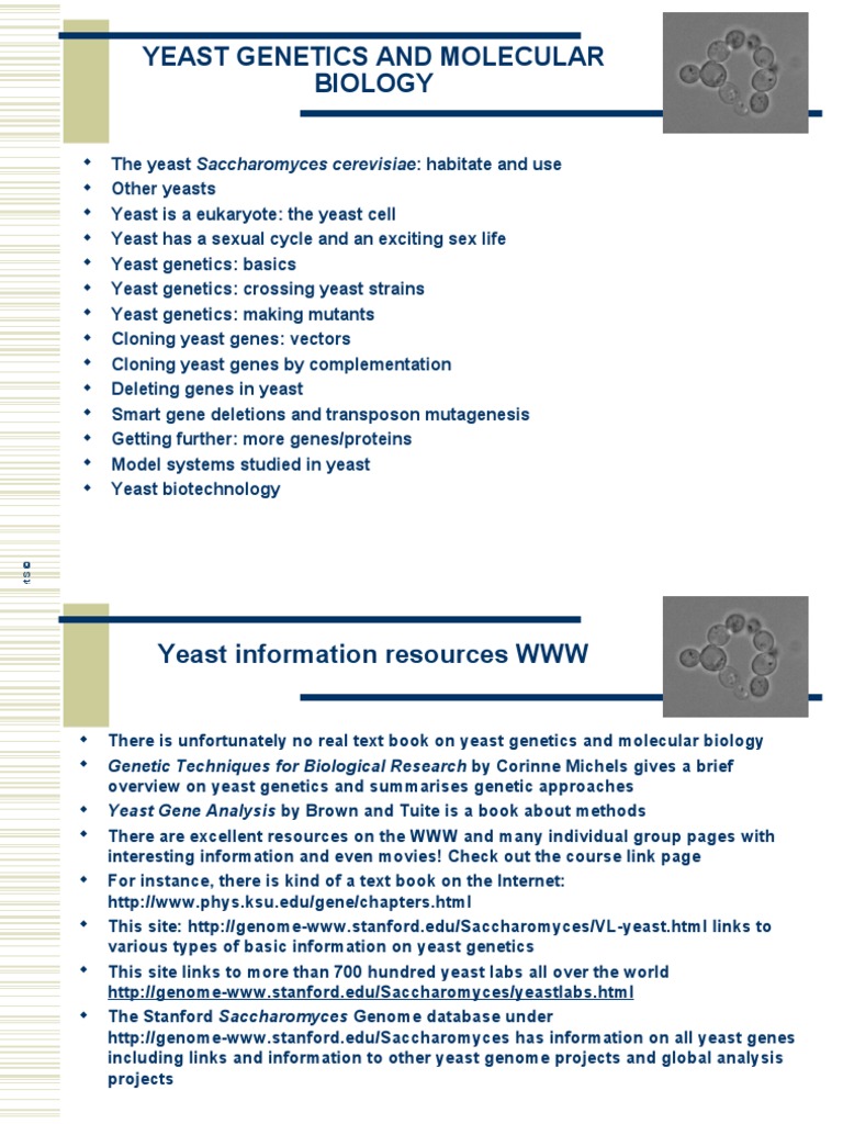 Yeast Genetics | PDF | Dominance (Genetics) | Mutation