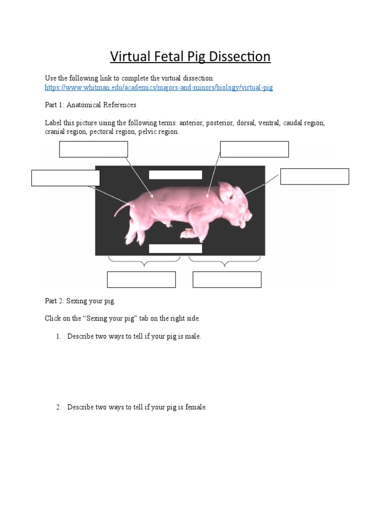 Virtual Fetal Pig Dissection | PDF | Human Digestive System ...