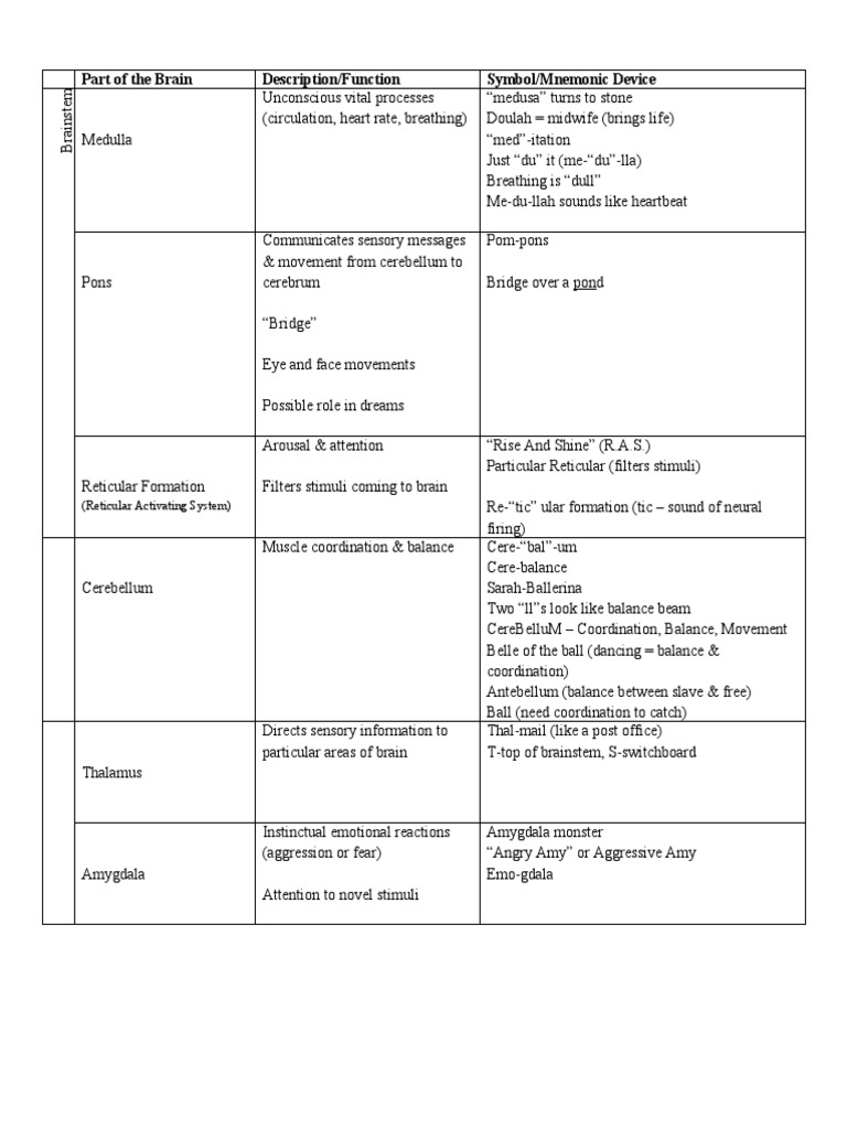Brain Parts and Mnemonics Guide | PDF | Cerebral Hemisphere | Cerebral ...