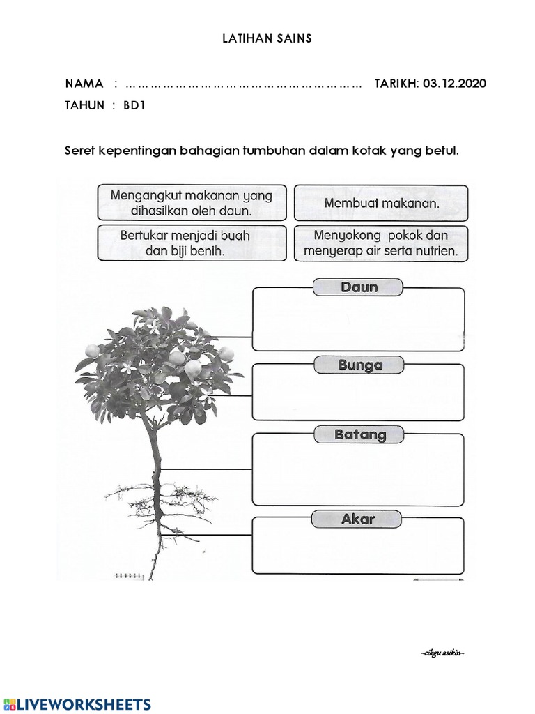 Kepentingan Bahagian Tumbuhan | PDF
