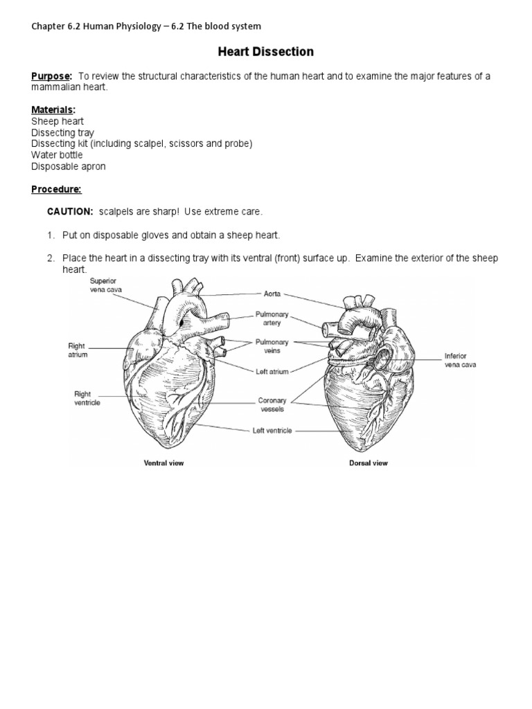 6.2 - Heart Dissection Practical | PDF | Heart Valve | Atrium (Heart)