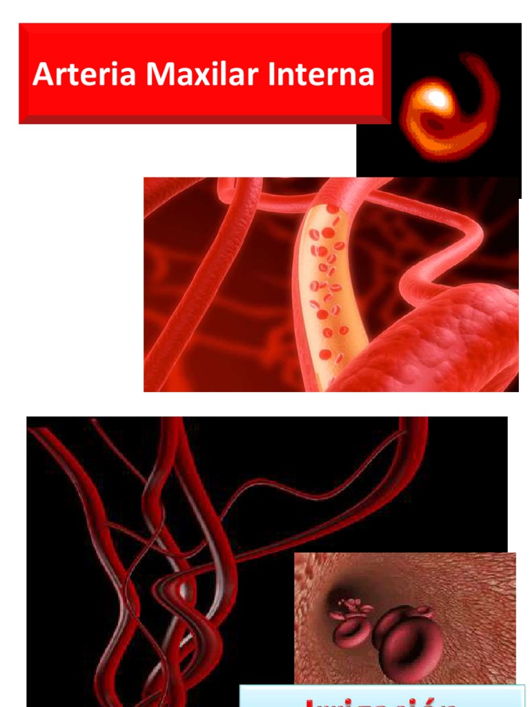 Estructura y Ramas de la Arteria Maxilar Interna | PDF | Cabeza y ...