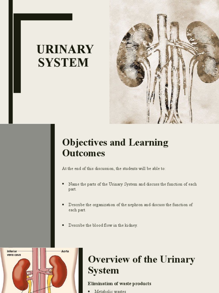 MT30 LAB Urinary System | PDF | Kidney | Urinary System