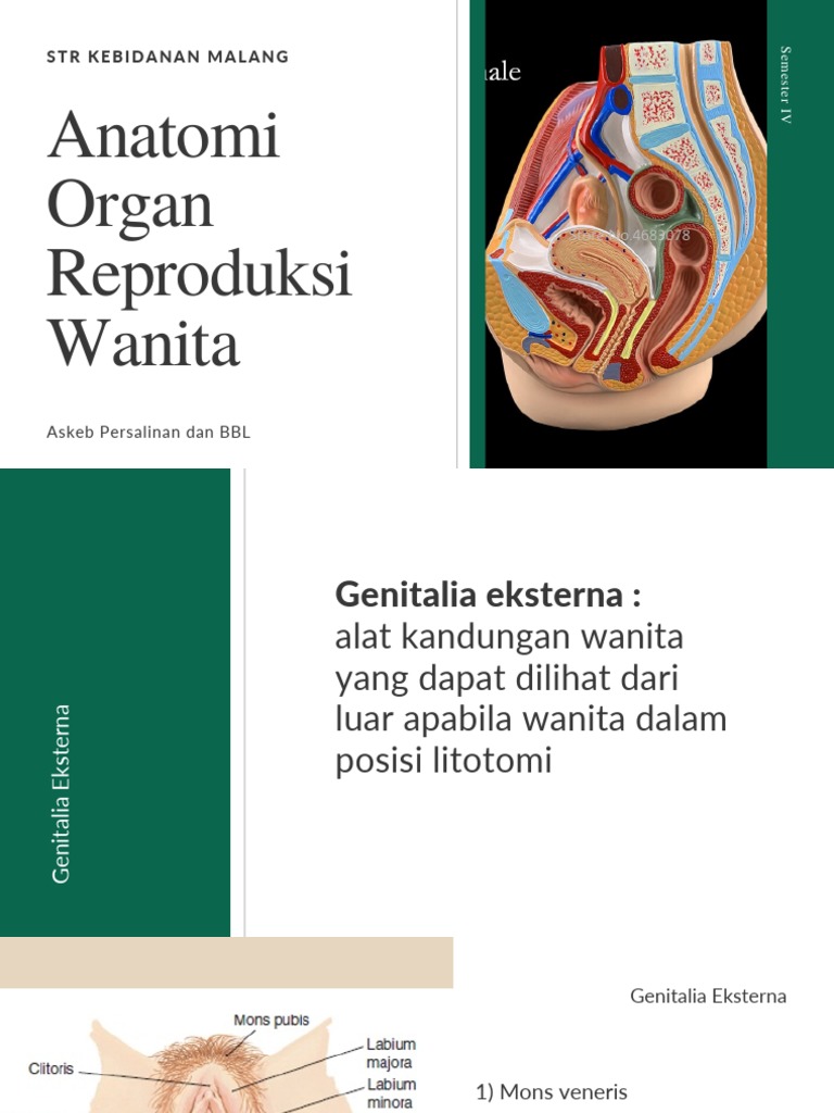 Anatomi Organ Reproduksi Wanita 1 | PDF