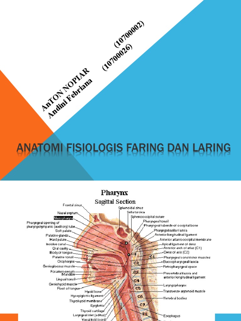 Anatomi Faring Dan Laring | PDF