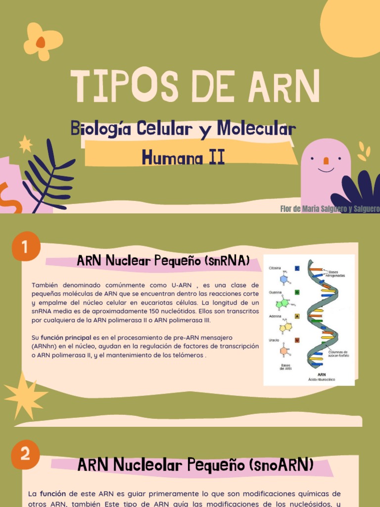 TIpos de ARN | PDF | Micro Rna | Rna