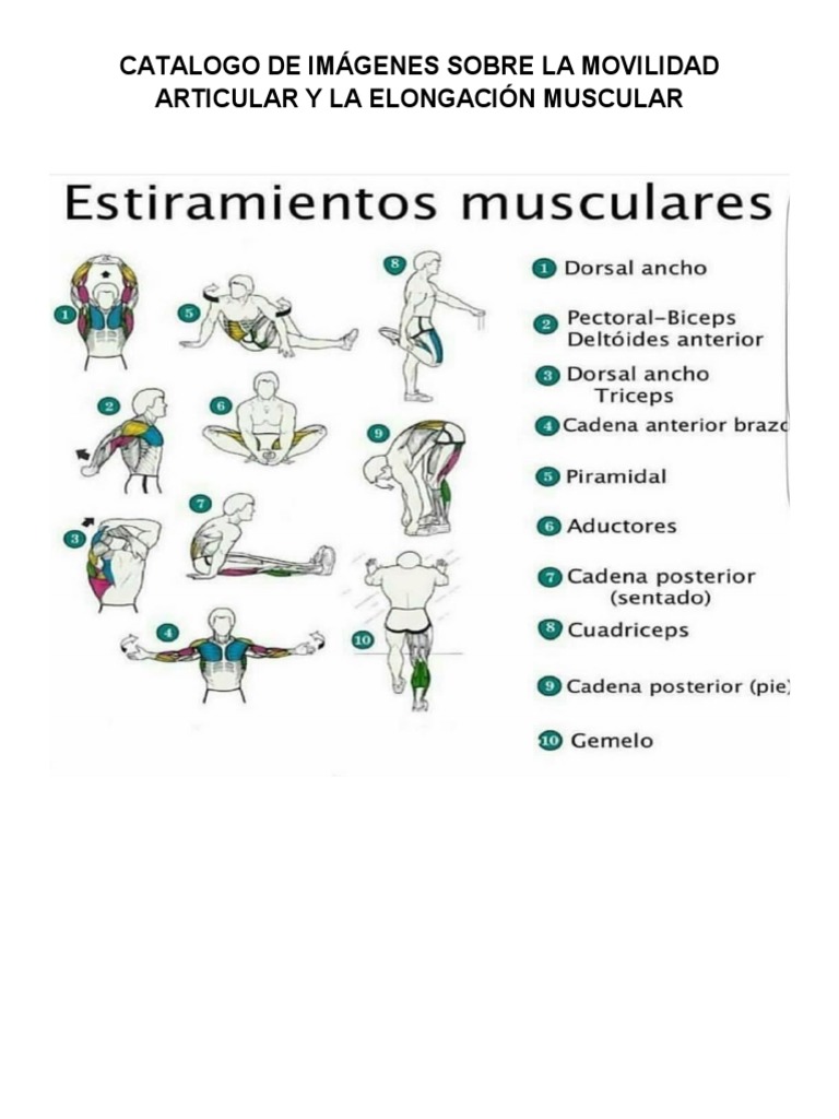 Educacion Fisica Movilidad Articular y La Elongación Muscular | PDF ...