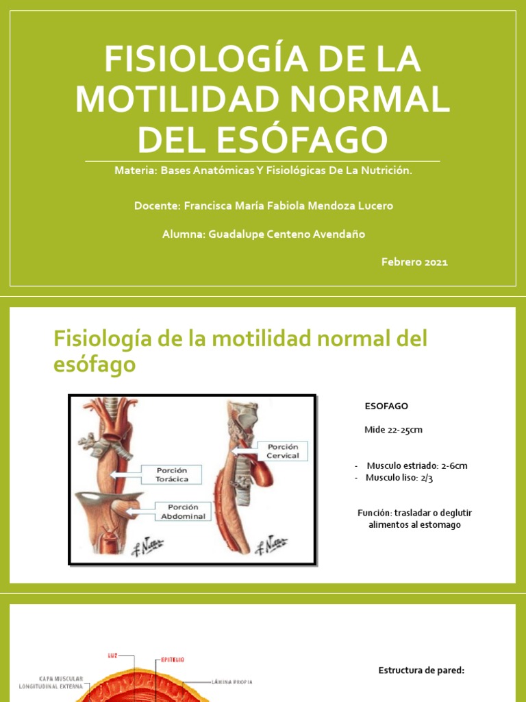 Fisiologia Esofago | PDF | Esófago | Músculo