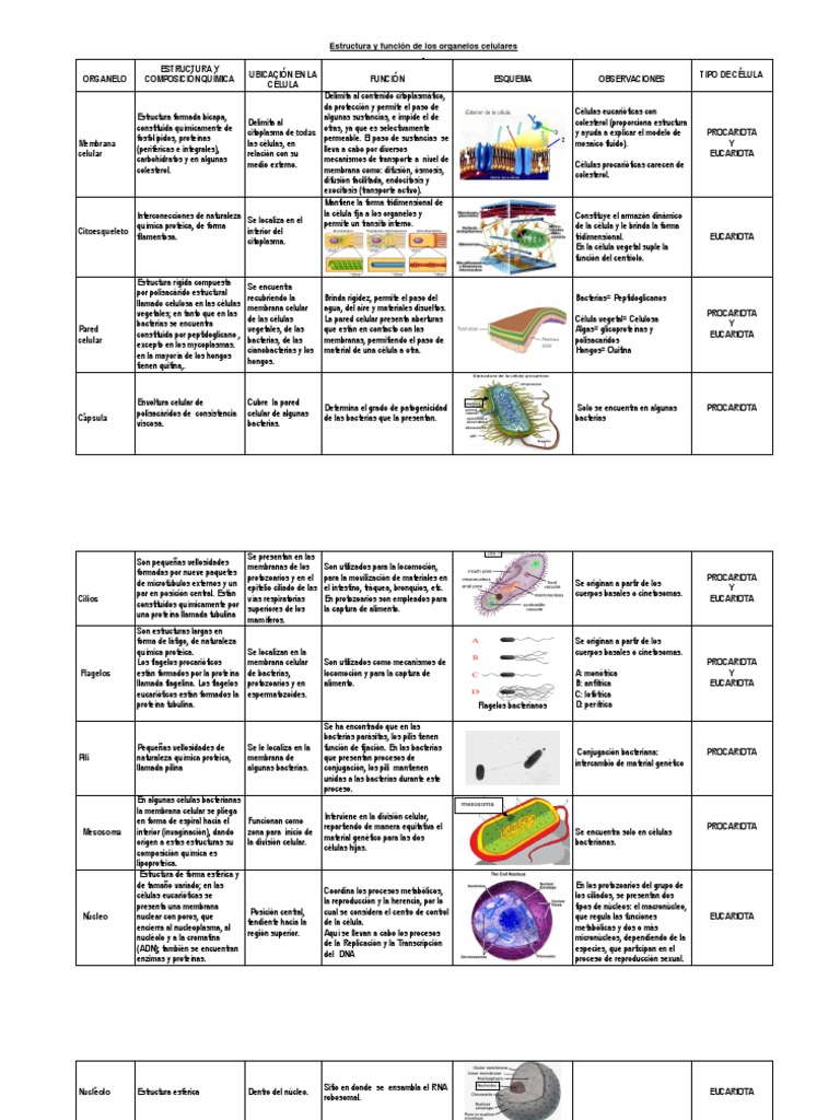 Organelos Y Sus Funciones