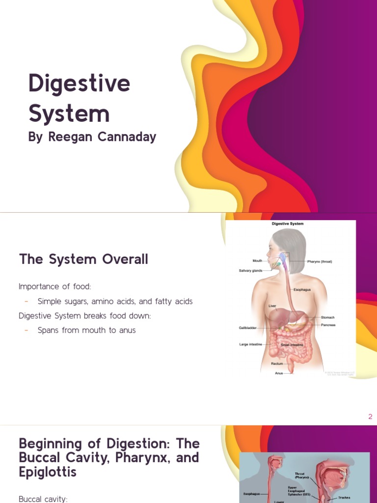 Digestive System | PDF | Human Digestive System | Gastrointestinal Tract