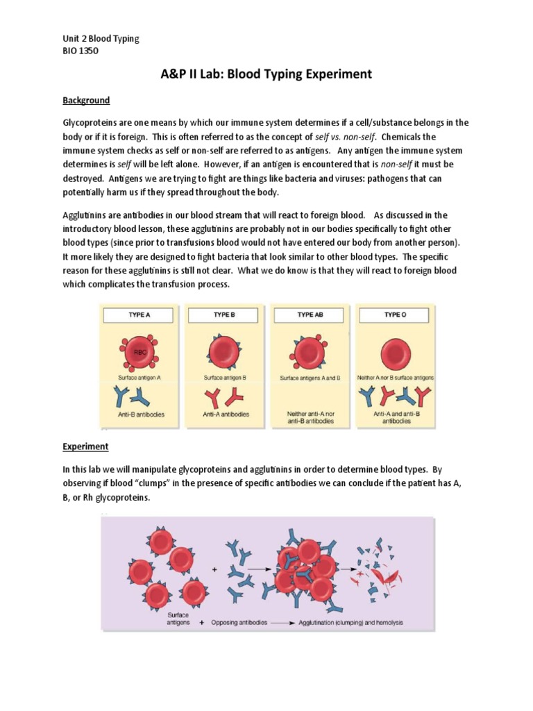 A&P II Lab: Blood Typing Experiment: Background | PDF | Blood Type ...