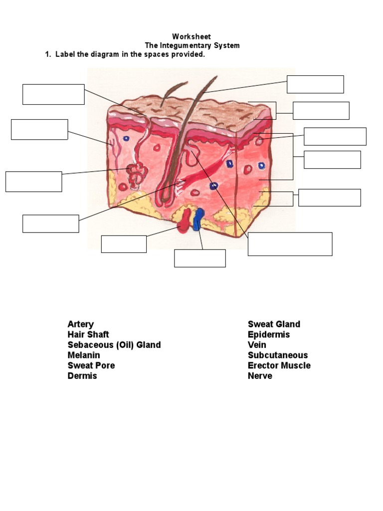 Worksheet The Integumentary System | PDF