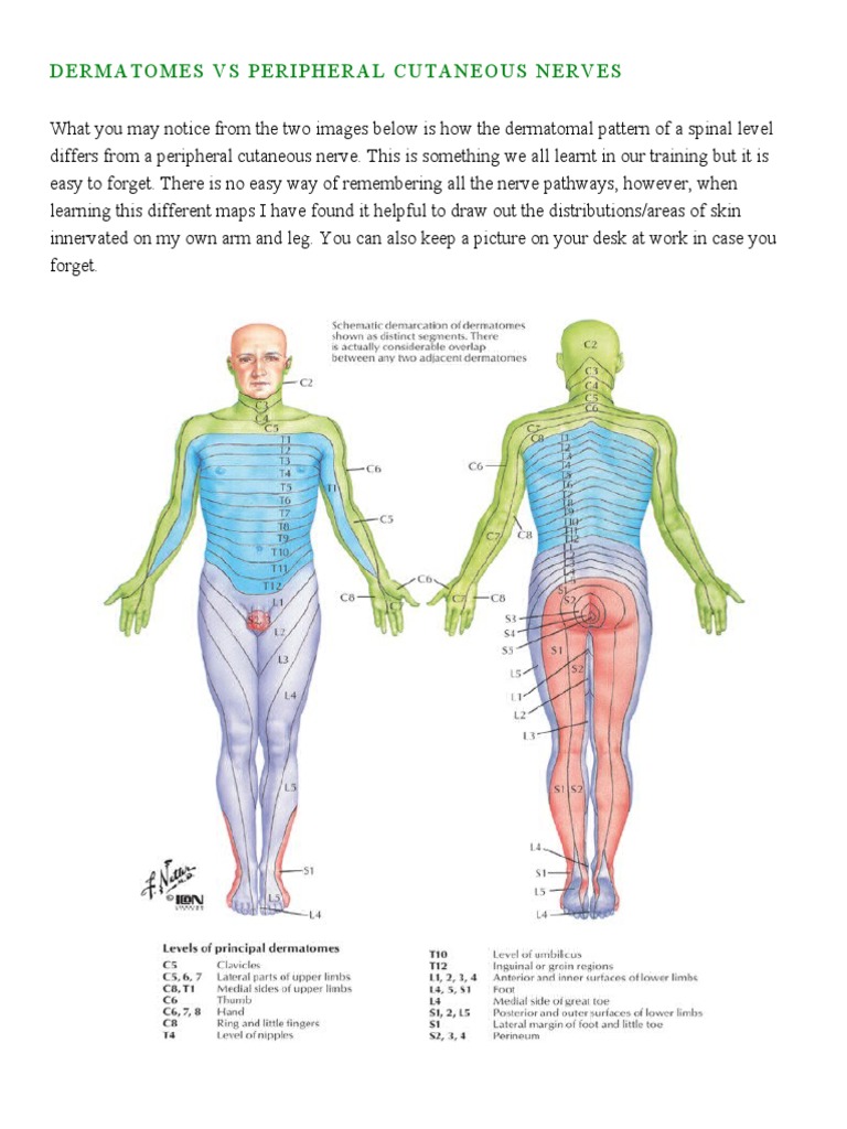 Dermatomes Vs Peripheral Cutaneous Nerves | PDF | Senses | Pain