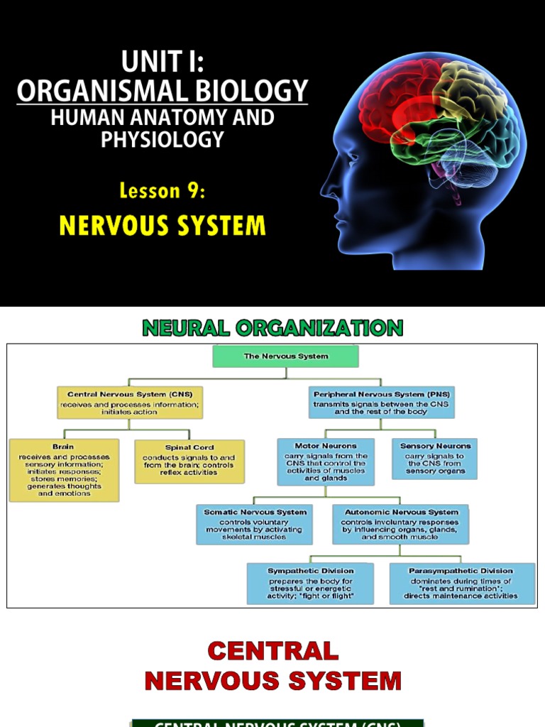 Ho - Unit 1 - L9 Human Anatomy - Nervous System | PDF | Nervous System ...