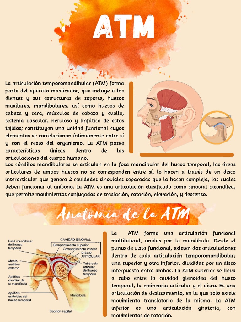 Anatomía de La ATM | PDF | Articulación | Sistema musculoesquelético