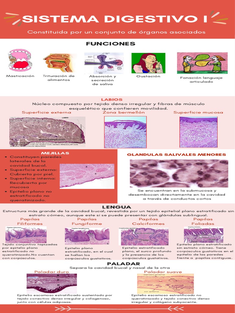 Infografía Sistema Digestivo I | PDF | Epitelio | Tejido conectivo